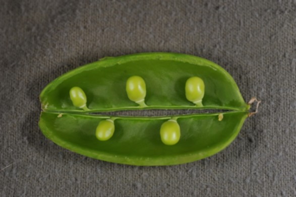 Beans, Peas, & Edamame – In the Garden