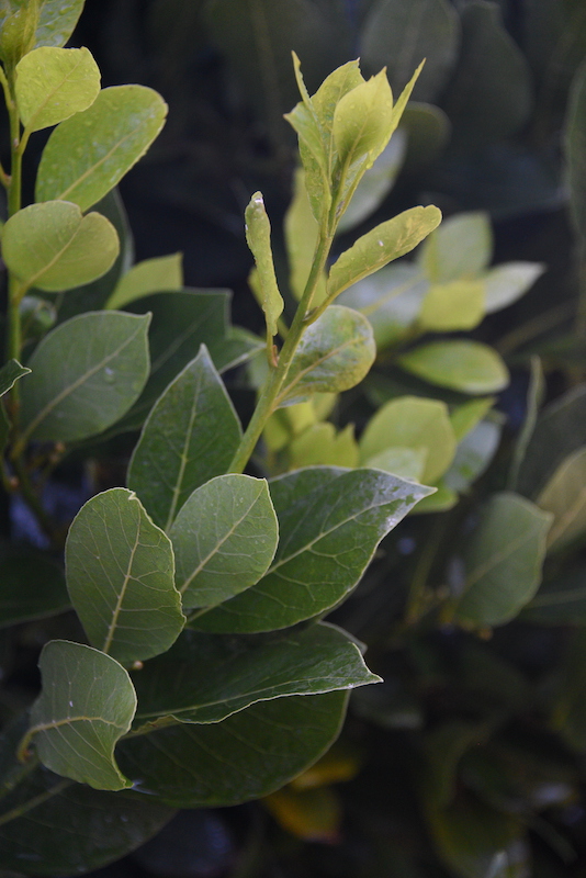 Noble Seed – In the Garden