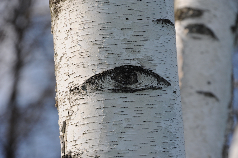 Hamadryads – In the Garden