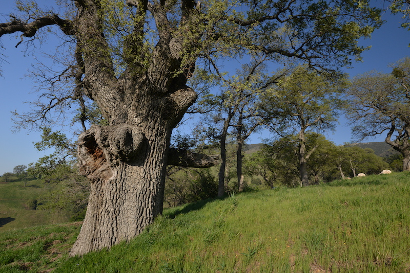 Hamadryads – In the Garden