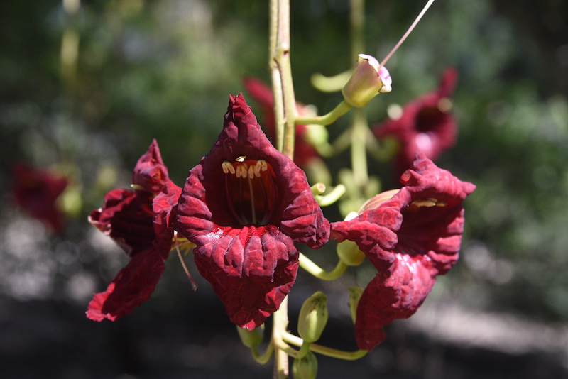 Bignons – In the Garden