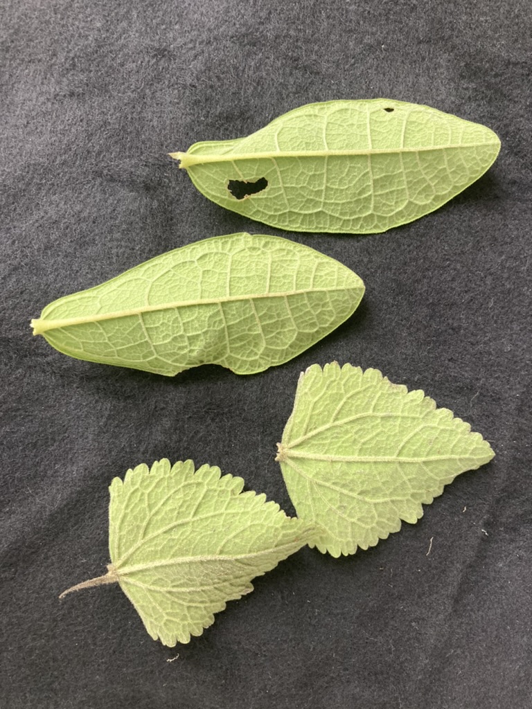 Unsinking Oclemena – In the Garden