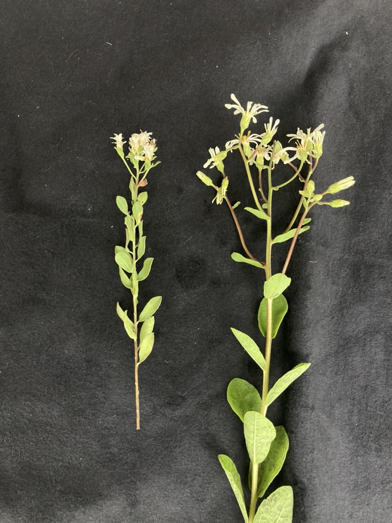 Unsinking Oclemena – In the Garden