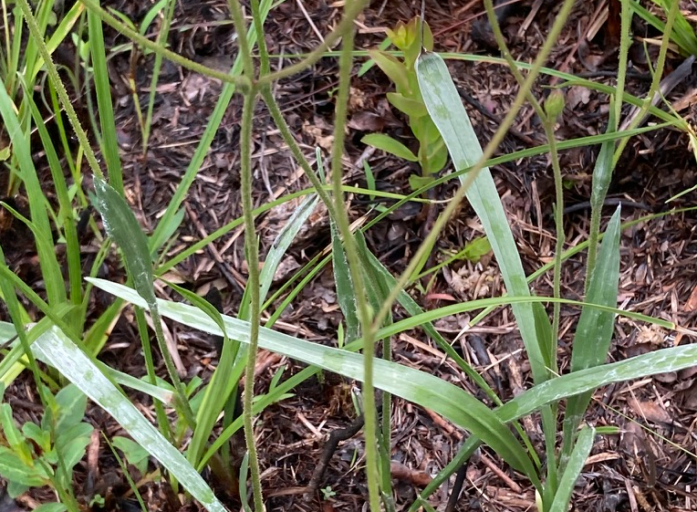 It’s a Pityopsis – In the Garden