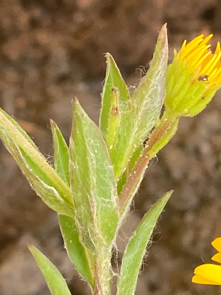 It’s a Pityopsis – In the Garden