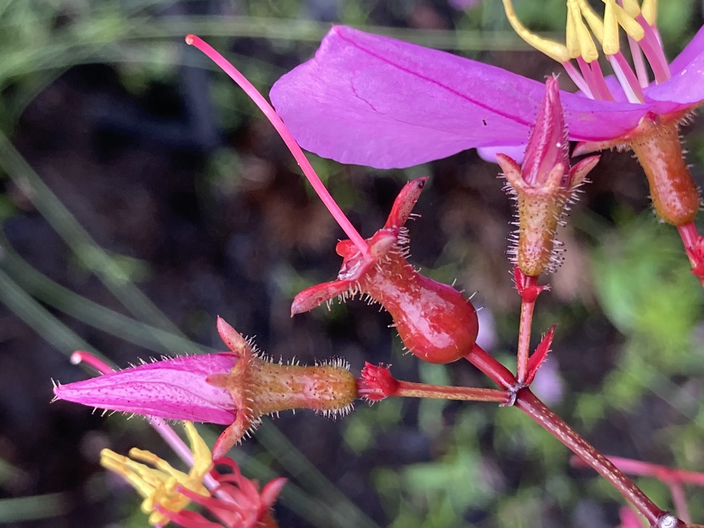 Rhexia – the Sucking Bottle – In the Garden